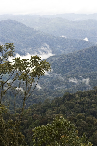 Nyungwe Forest National Park, Rwanda - Images (Photos) by Bibi Eng