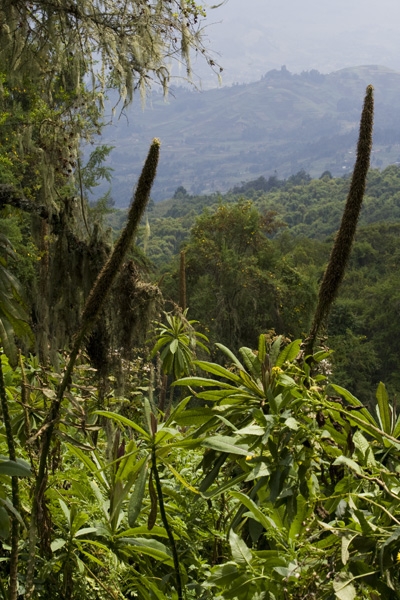Volcanoes National Park, Rwanda - Images (Photos) by Bibi Eng