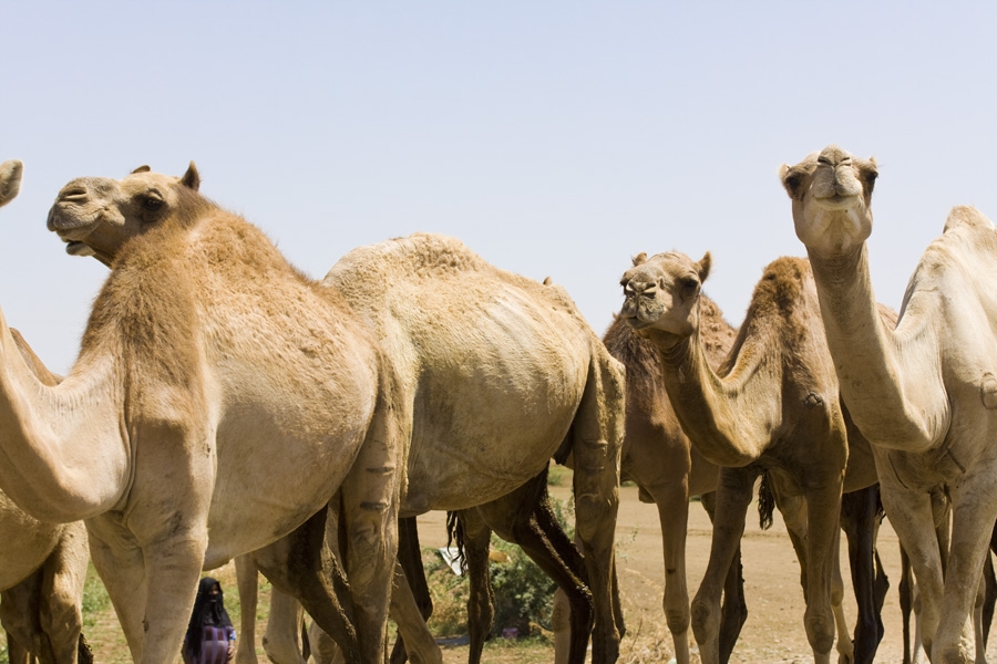 Kassala State, Sudan - Images (Photos) by Bibi Eng